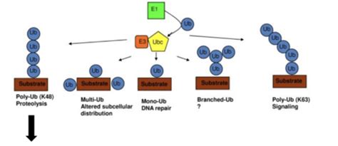 Lecture Post Translational Modifications PTMs Flashcards Quizlet