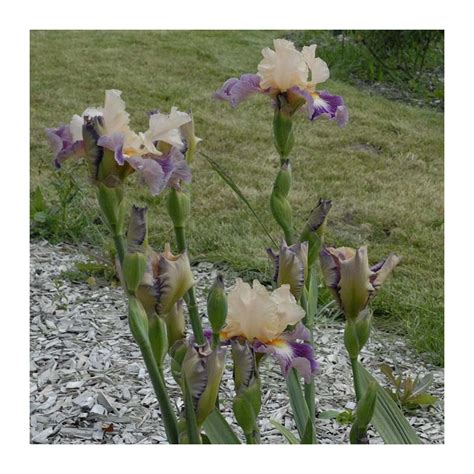 Iris Comme Un Sourire Iris Les Roses André Eve