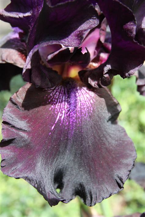 Iris X Barbarta Elatior Superstition Hot Plants