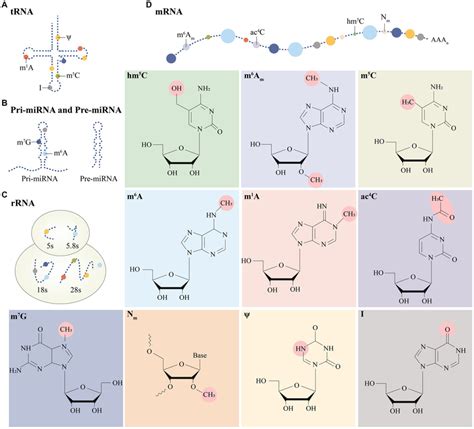 Distribution Of Multiple Post Transcriptional Modifications On