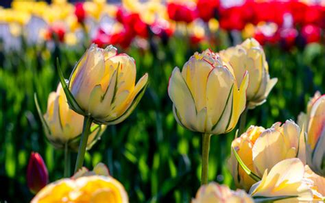 Akebono Images Parcourir 783 Le Catalogue De Photos Vecteurs Et