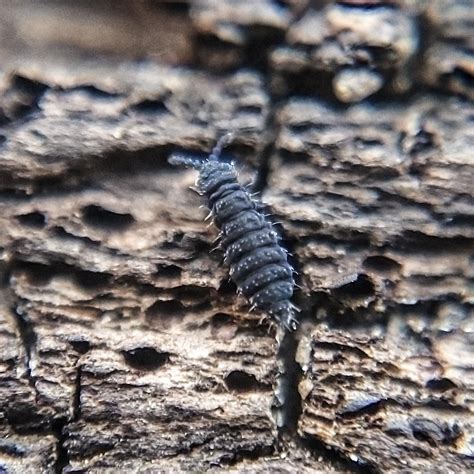 A Couple Of Springtail Shots Under 24x Macro Magnification Rinsects