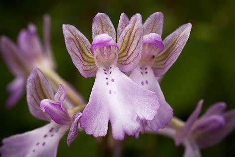 Angels Unusual Flowers Amazing Flowers Beautiful Orchids