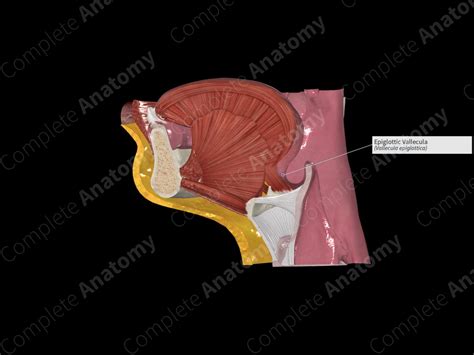 Epiglottic Vallecula Complete Anatomy