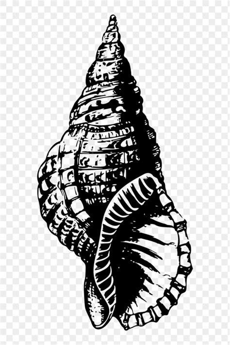 Free Sea Shell Png Sticker Vintage Free Png Rawpixel Nohatcc