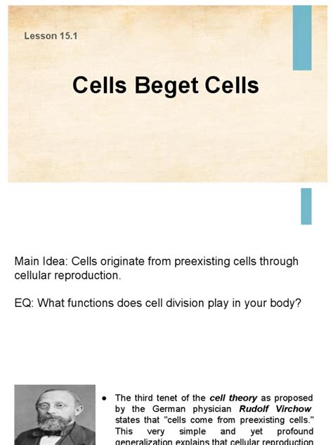 Lesson 151 Cells Beget Cells Pdf Cell Biology Cell Nucleus
