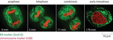 Endoplasmic Reticulum The Cellular Inter “net” Definition