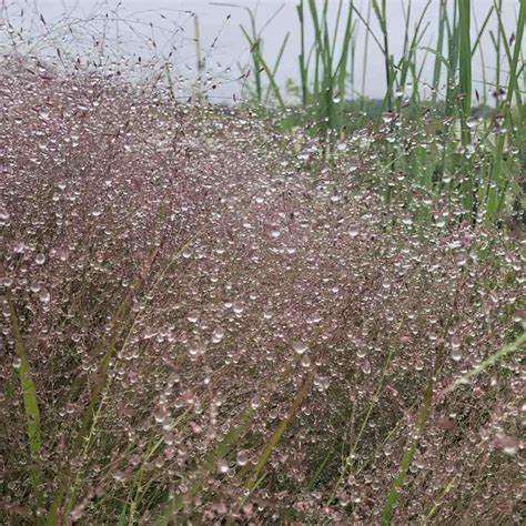 Purple Love Grass Eragrostis Spectabilis