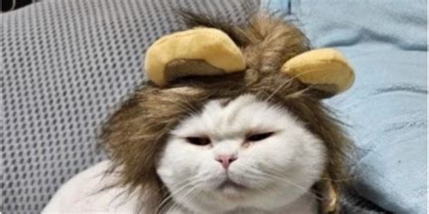 고양이 사자 갈기 후기 해피라이프