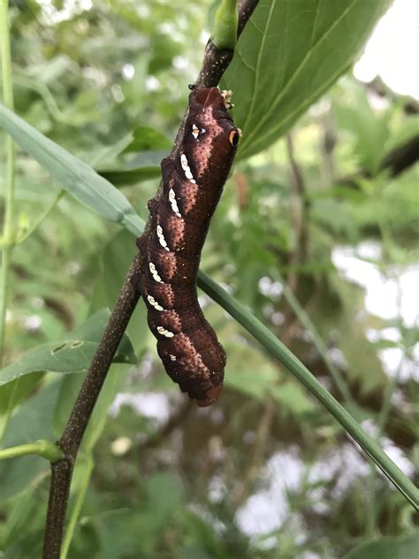 Moth Caterpillar Identification