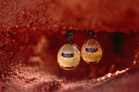 Honeypot Ant Nest At Mark Bevill Blog