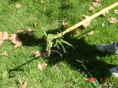 Crabgrass Control Removal Killer Crab Grass Weed Twister Remover Vs