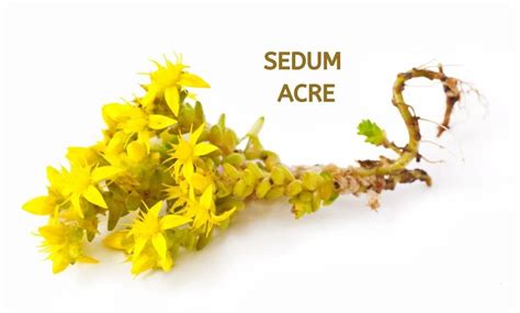 Sedum Acre S