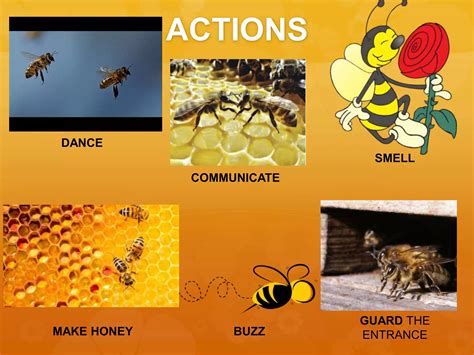 Bees Vocabulary Pptx