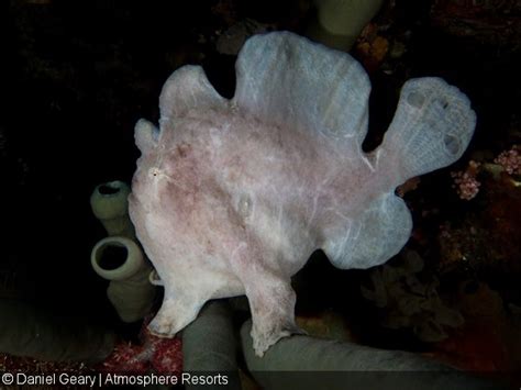 Photographing Frogfish