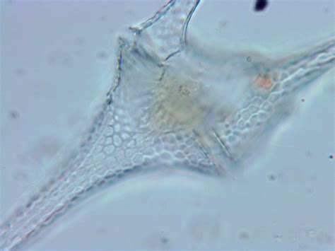 Plankton Planktonia