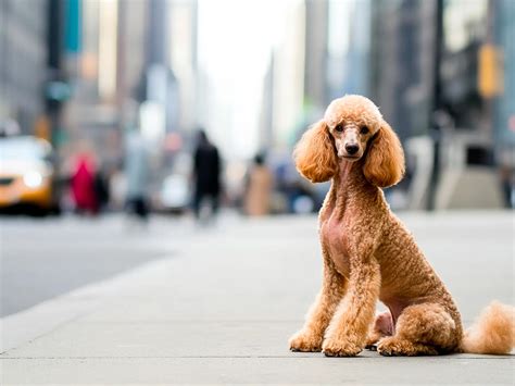 Poedel Gids Speelgoed Mini And Standaard Eigenschappen Soorten And Tips