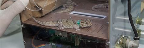 All Systems “go” As Control Restored To Beleaguered Sex Gecko Satellite Ars Technica All Systems “go” As Control Restored To Beleaguered Sex Gecko Satellite Ars Technica