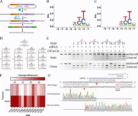 In Vitro Characterization Of Pam Preferences And Cleavage Site Of