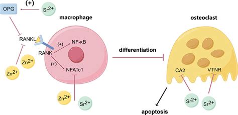 Frontiers Enhanced Functionalities Of Biomaterials Through Metal Ion Surface Modification