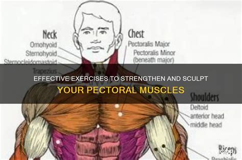Effective Exercises To Strengthen And Sculpt Your Pectoral Muscles