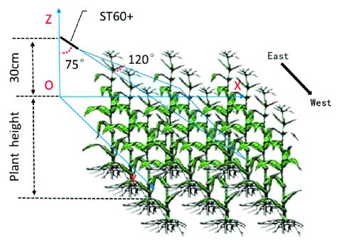 schematic indicating measurement method of canopy temperature in each