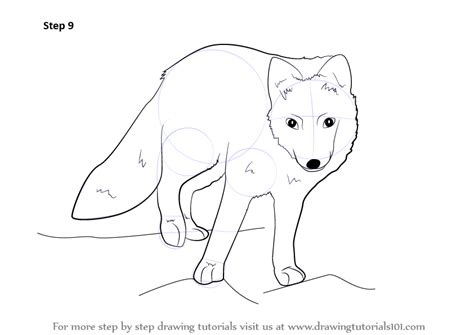 How To Draw A Arctic Fox