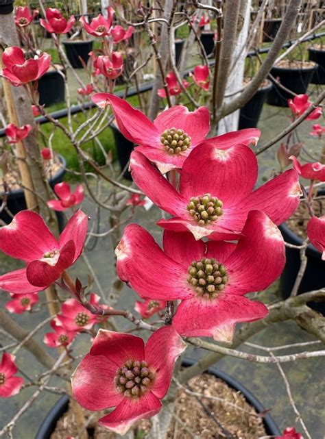 Folha De Dogwood Florida Enh344st185 Cornus Florida Flowering