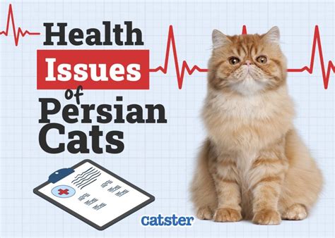 Fungal Infections In Cats Signs Causes And Treatment Vet Answer
