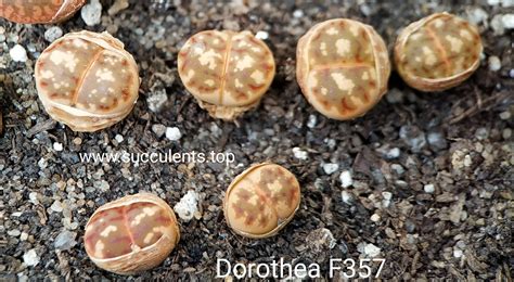 Lithops Dorothea F357 — Cactus Shop