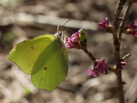 Крушинница (Gonepteryx rhamni)