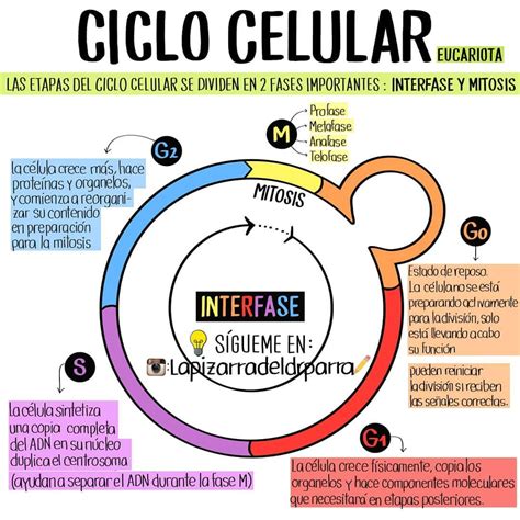 Mapa Conceptual De Las Etapas Del Ciclo Celular Rollo