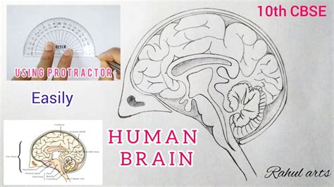 How To Draw Human Brain How To Draw Diagram Of Human Brain Class 10