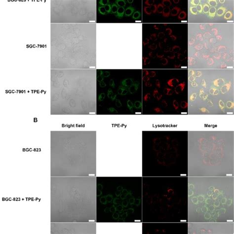 Confocal Microscopic Analysis Of Cellular Colocalization A