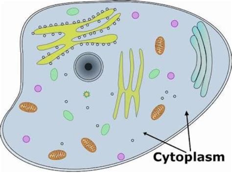 Plant Cell Diagram Structure Types And Functions