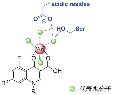 复旦大学范仁华何秋琴：低耐药性且与氟喹诺酮类抗生素无交叉耐药性的新型喹诺酮 嘧啶类抗菌杂合物的发现与结构优化 知乎