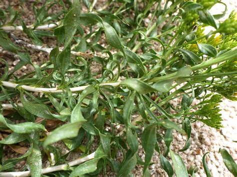 Stems And Leaves Photos Of Chrysothamnus Viscidiflorus Asteraceae