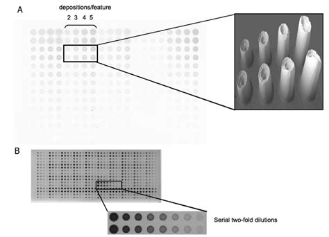 Reverse Phase Protein Microarray Format Download Scientific Diagram