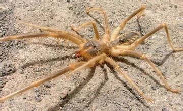 Camel Spider Size