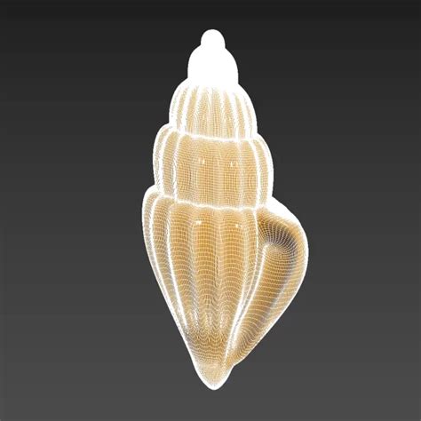 Seashell Clam Shell 3d Printing Model Threeding