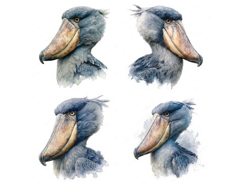 12x Shoebill Stork Png Clipart Exotic Bird Portrait Clip Art Set