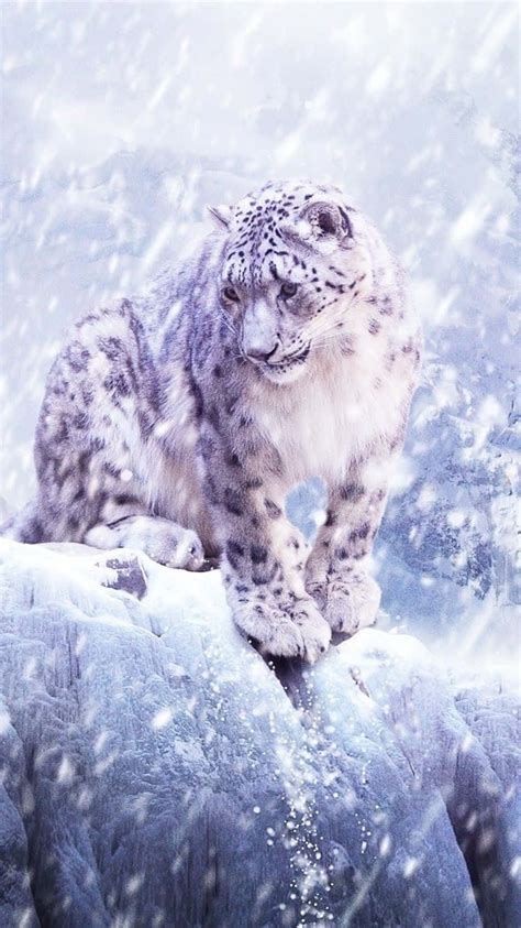 Cool Snow Leopard Wallpapers