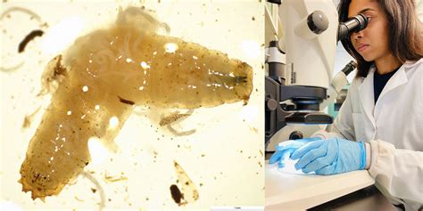 Efficacy Of Commercially Available Entomopathogenic Nematodes Olds