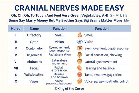 Cranial Nerves Mnemonic Motor Sensory Receptors Quiz
