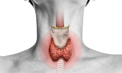 How Does Thyroid Dysfunction Influence Lipid Profiles Fitpaa