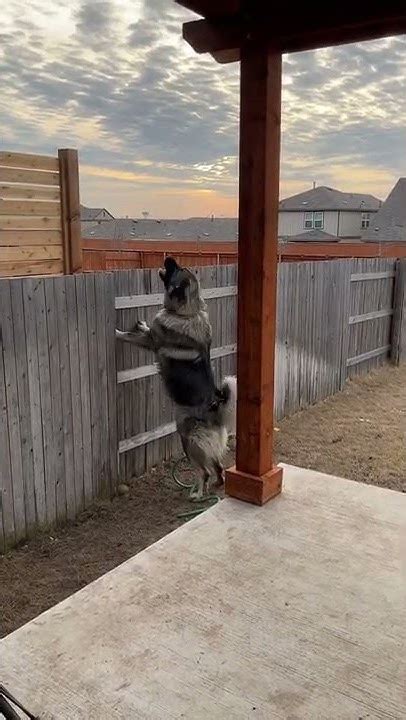 Caucasian Ovcharka Fence Youtube