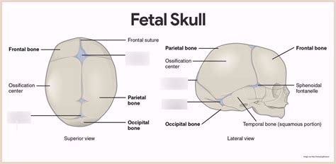 Anatomy Fetal Skull Fontanelle Diagram Quizlet