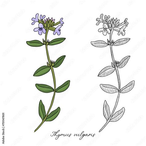 Vector Drawing Thyme Thymus Vulgaris Hand Drawn Illustration Of