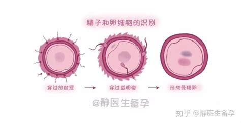 静医生：卵母细胞、卵泡、卵子、卵细胞，备孕的你别再傻傻分不清 知乎