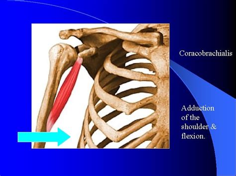 Shoulder Region Muscles Coracobrachialis Adduction Of The Shoulder